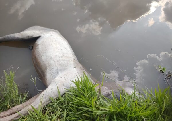 Animal morto é encontrado em lagoa de Cosmópolis